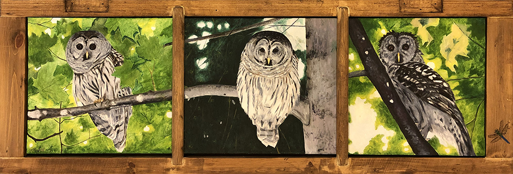 Barred Owl Triptych - Catherine Orfald
