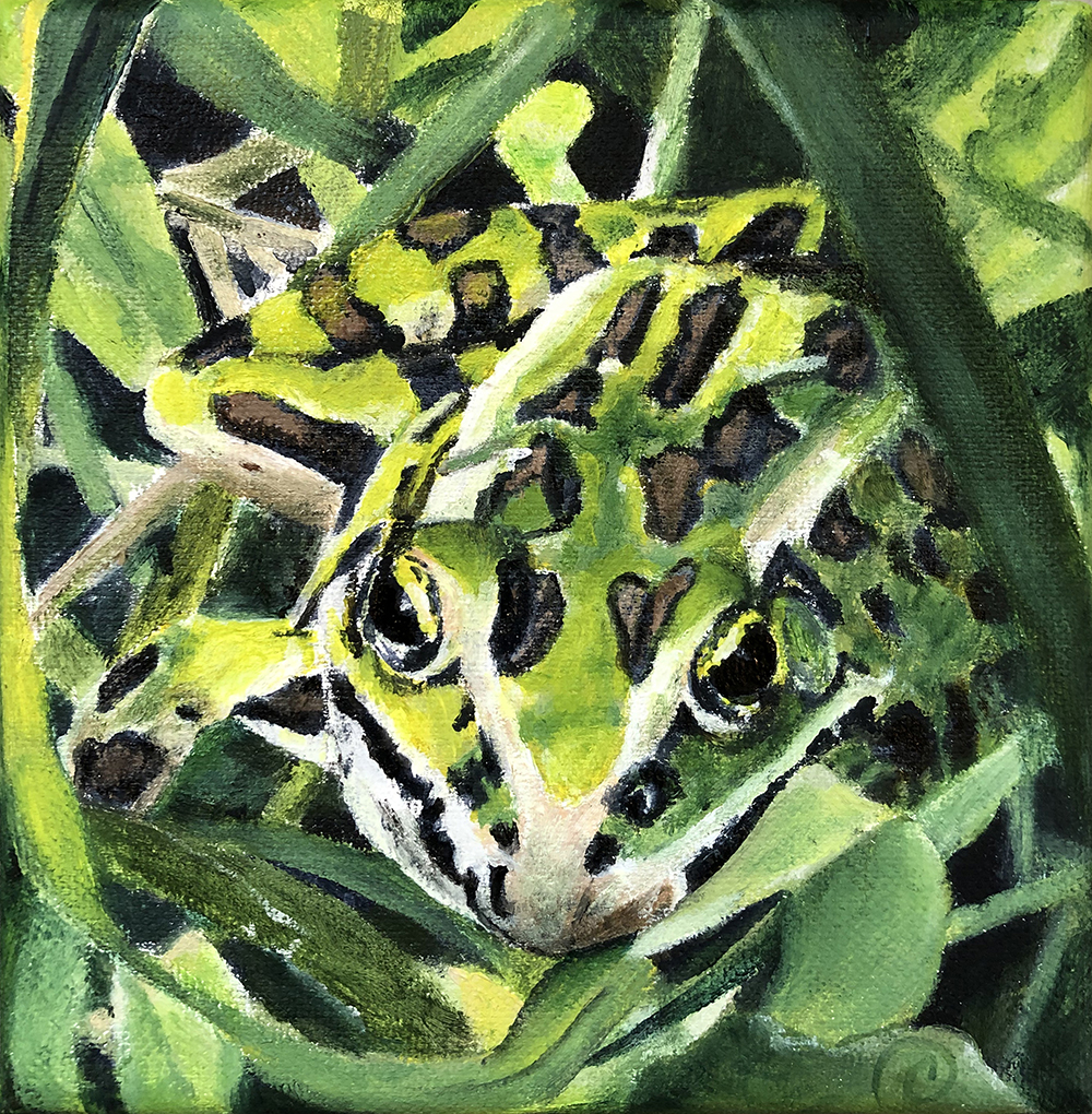 Leopard Frog - Catherine Orfald